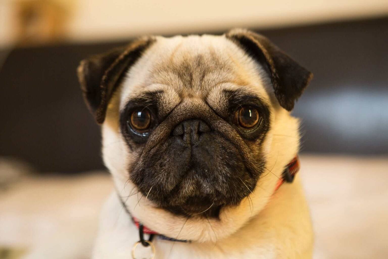 Foster Program - K9 Konnection